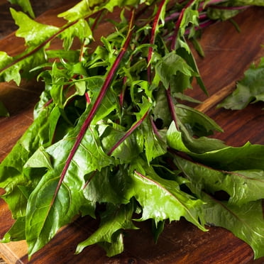 Italian Dandelion Herb Garden Seeds (Chicory) - 1 Oz - Non-GMO ...