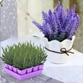 1 Live Hidcote Blue Lavender Plant for Outside Planting, Perennial ...