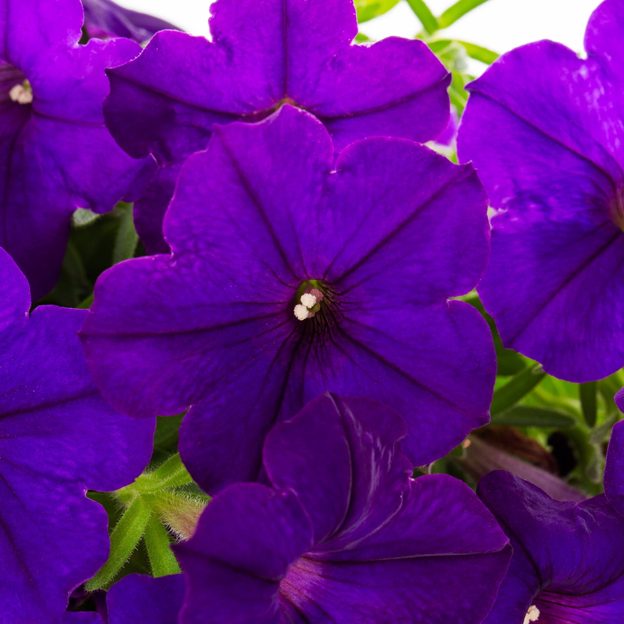 Purple Petunia Flower