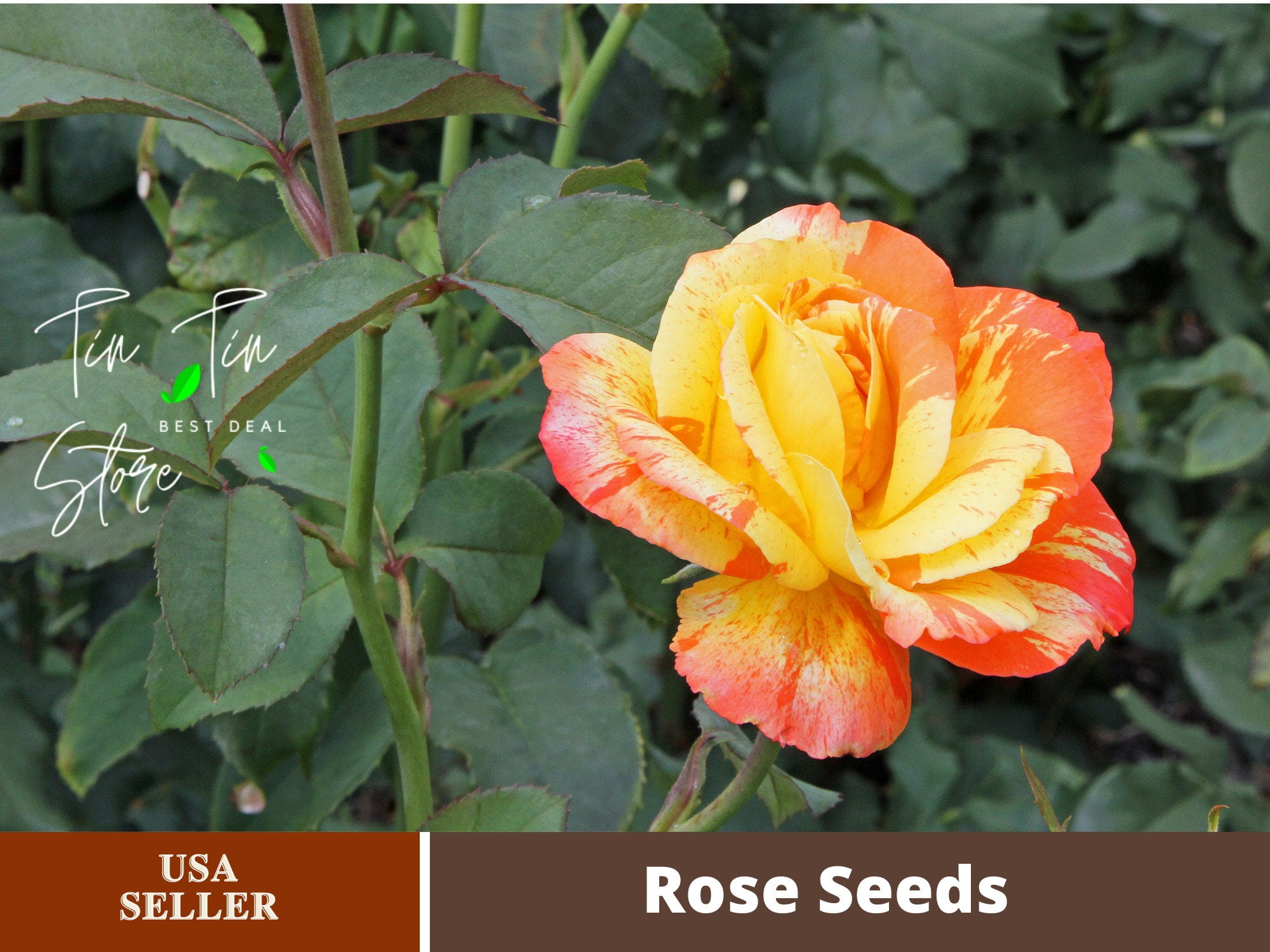30 Rare seeds-Orange Intuition Rose Flower Seeds #1095-Authentic Seeds ...
