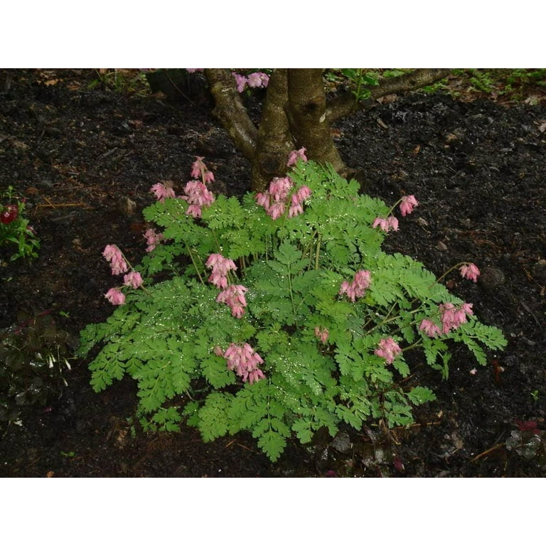 Bleeding Heart Plant Leaves
