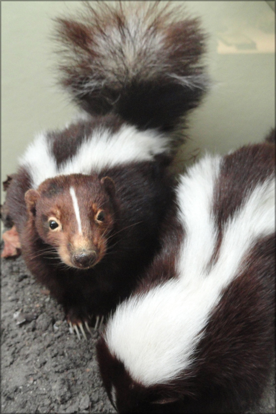 24"x36" Gallery Poster, Skunk Exhibit in the Pacific Grove Museum of ...