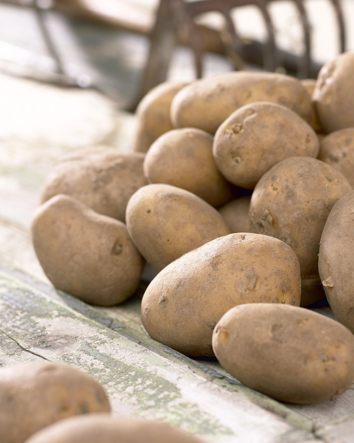 Potato Innovator (Russet) - Walmart.ca