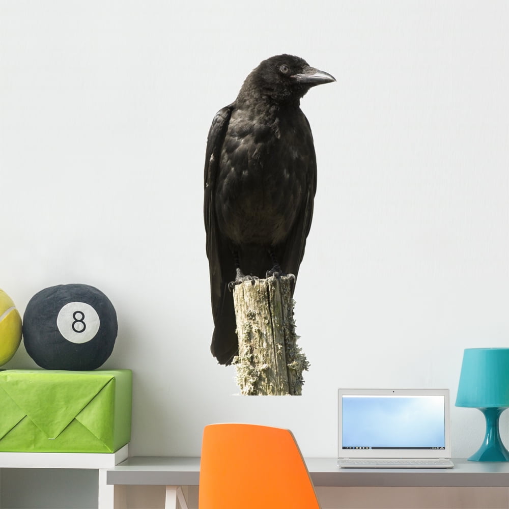 Young Carrion Crow Wall Decal Sticker, Wallmonkeys Peel & Stick Vinyl ...
