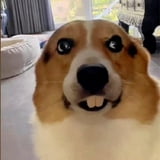 Ikohbadg Funny Fake Teeth for Dogs Realistic Pet Dentures Halloween ...