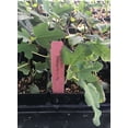 Chicago Hardy Fig Tree - Very Cold Hardy - Self Fertile - Live Plant ...