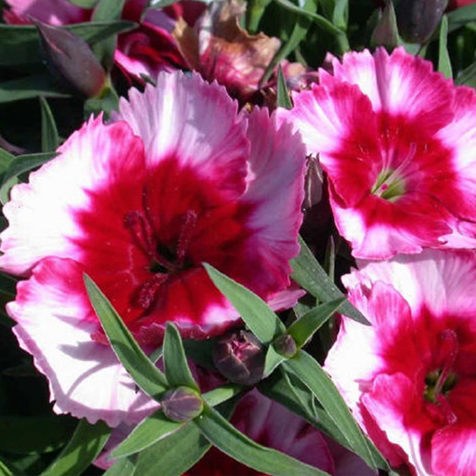 Dianthus Super Parfait Series Flower Seeds - Raspberry - 500 Seeds ...