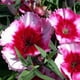 Dianthus Super Parfait Series Flower Seeds - Raspberry - 100 Seeds ...