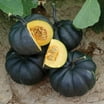 CZ Grain Black Kat Pumpkin Seeds | 20 Seeds | Planting Garden Home ...