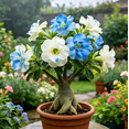 Desert rose - rich long-lasting summer blossoms - stable tall vertical ...