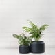 Porto Plant Pots - Matt Black Ceramic Jar Design Plant Pots Indoor ...