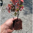 Ruby Loropetalum ( chinese fringe ) - Starter Plant ( 4m ) ( 1 live plant ) - Walmart.com