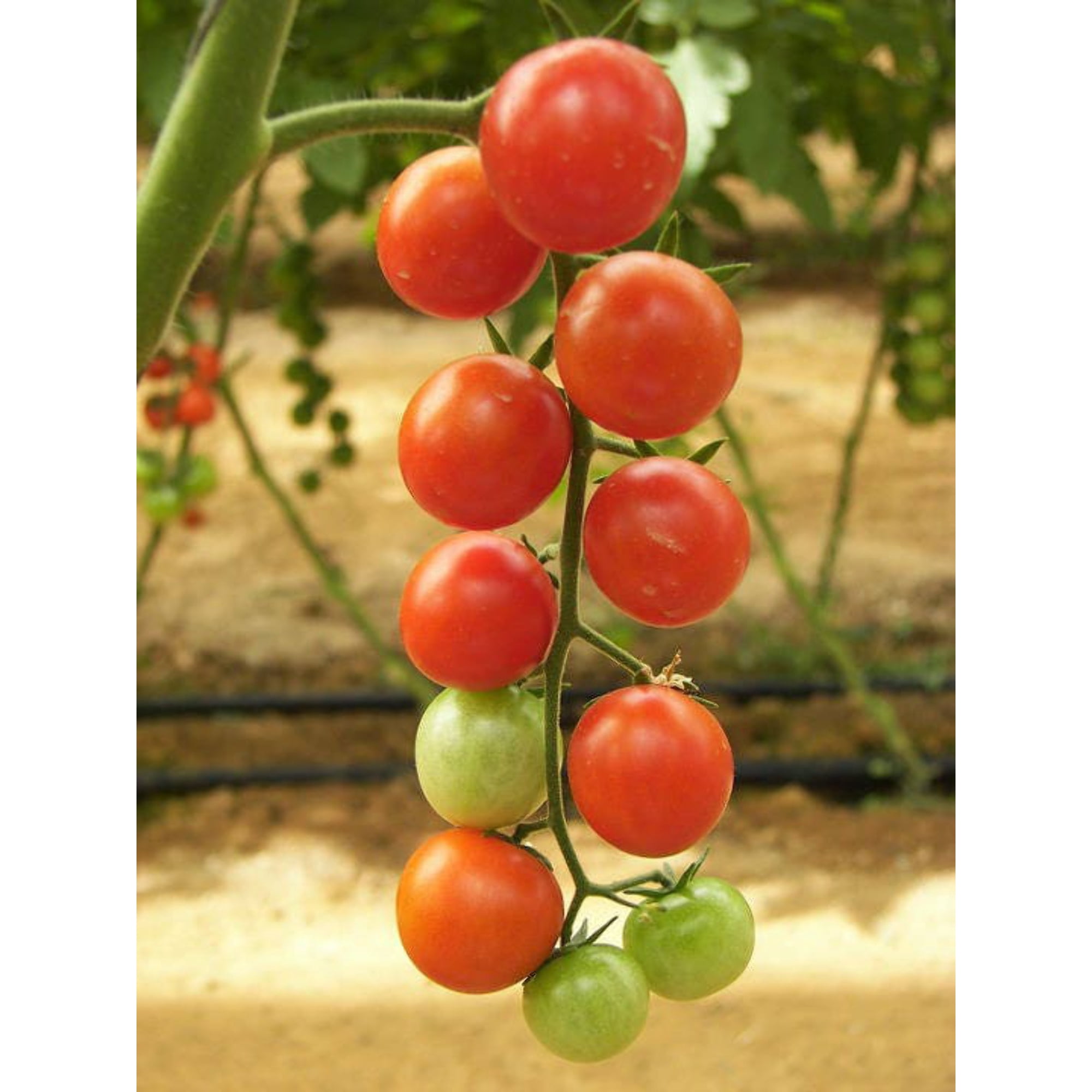 Click here for Seedville Usa 100 Red Sweetie Cherry Tomato Super... prices