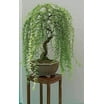 Bonsai Dwarf Weeping Willow Tree - Large Thick Trunk Cutting - Fast ...