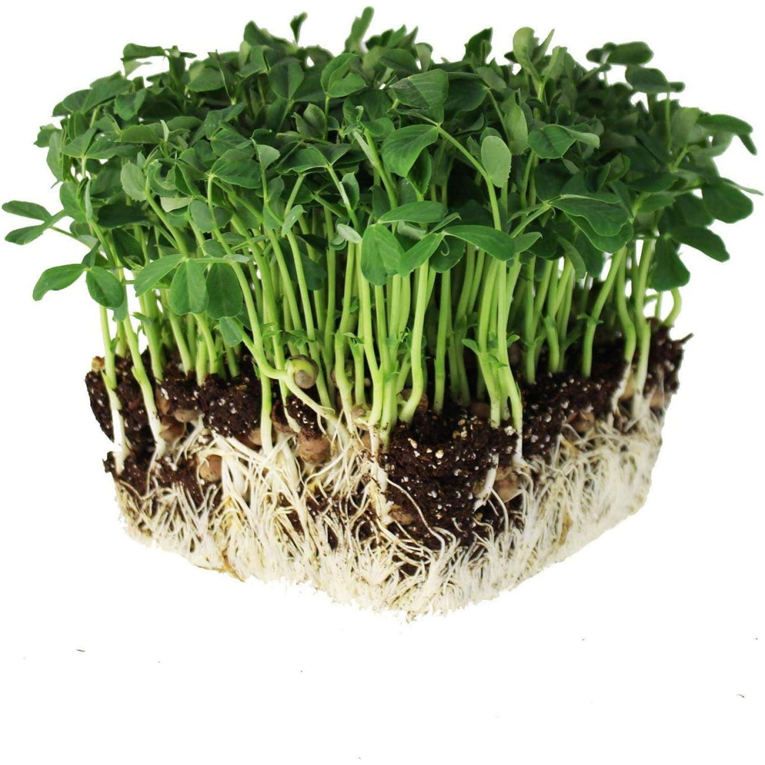 Speckled Pea Sprouting Seeds - 1 Lbs - Certified Organic, Non-GMO Green ...