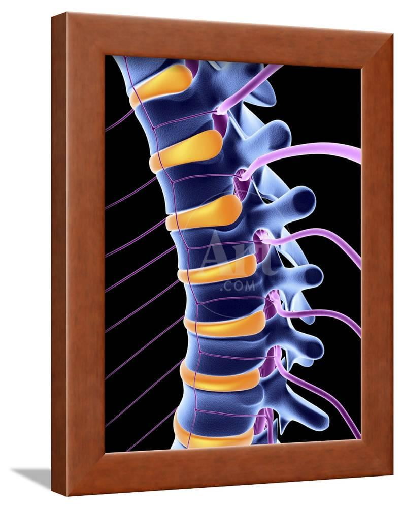 Spine And Spinal Nerves,computer Artwork, Framed Art Print Wall Art by ...