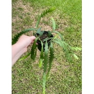 Variegated Devil's Backbone, Devil's Roots, Japanese Poinsettia ...