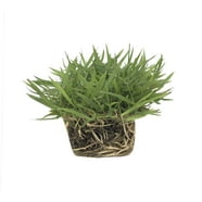 St. Augustine 'Seville' Sod - 9 Live Plugs - Florida Winter Lawn Grass ...