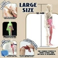 Human Body Model for Kids, 35 Piece Anatomy Figure, Learning Toys for 6 ...