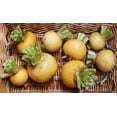 TomorrowSeeds - Golden Ball Turnip Seeds - 1500+ Count Packet ...