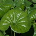 Giant Leopard Plant - Farfugium Japonicum 'Giganteum' - Walmart.com
