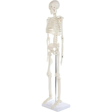 Human Skeleton Skeleton Model Adult Skeleton Spinal Disc Joint Medical ...