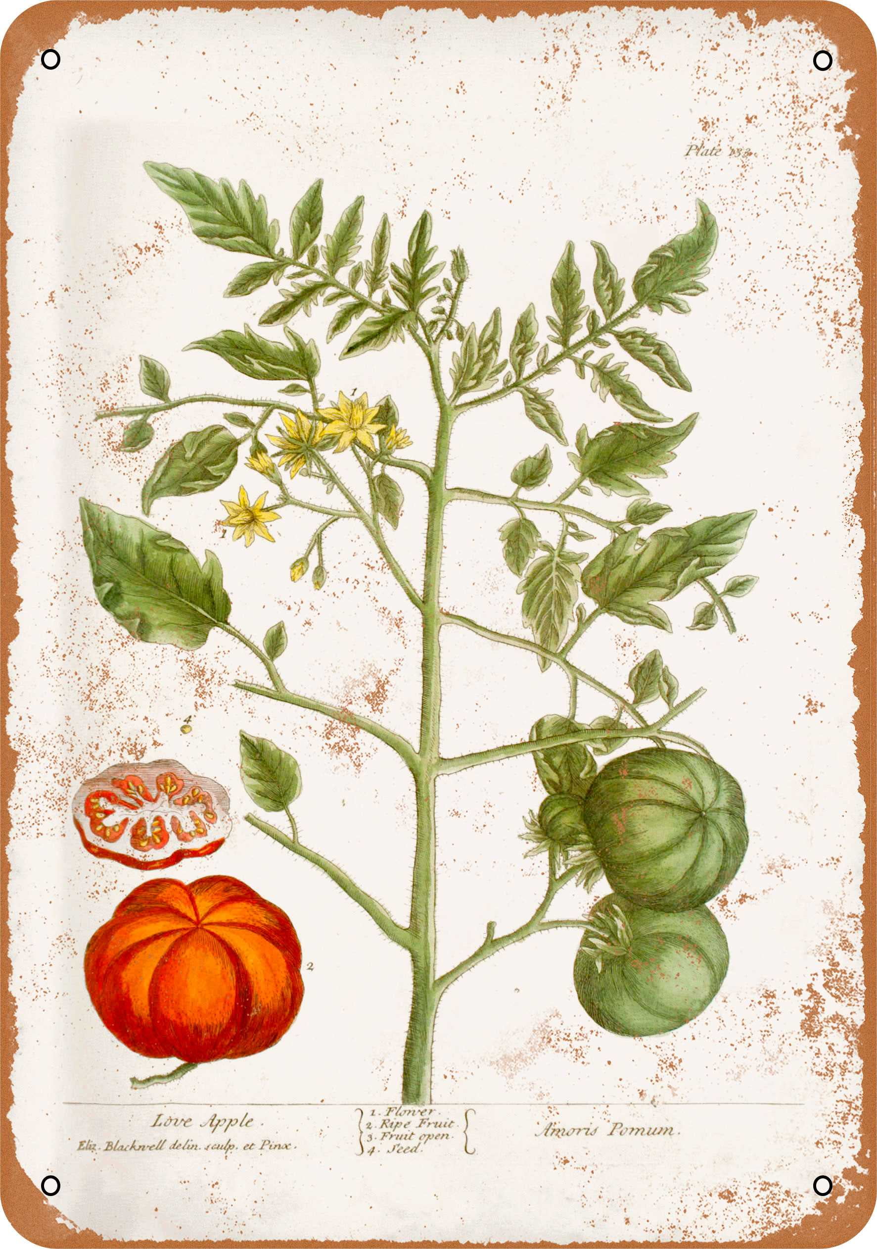 7 x 10 METAL SIGN - 1737 Tomato Botany Plate - Vintage Rusty Look ...