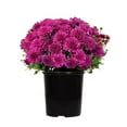 Venus Purple Garden Mum-Hardy Perennial-Late Season Blooms 6" Pot ...