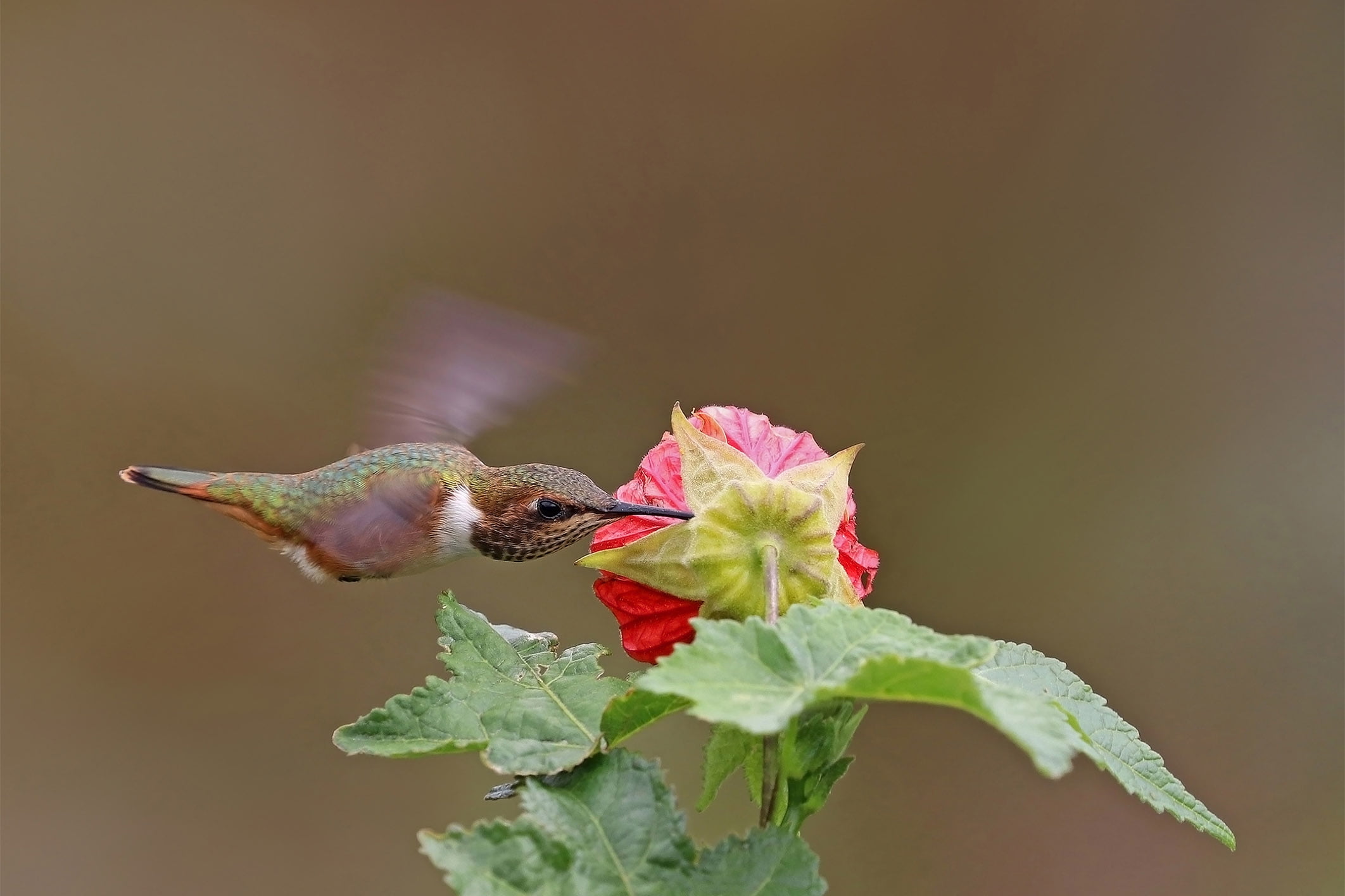 24x36 gallery poster, scintillant hummingbird (Selasphorus scintilla ...