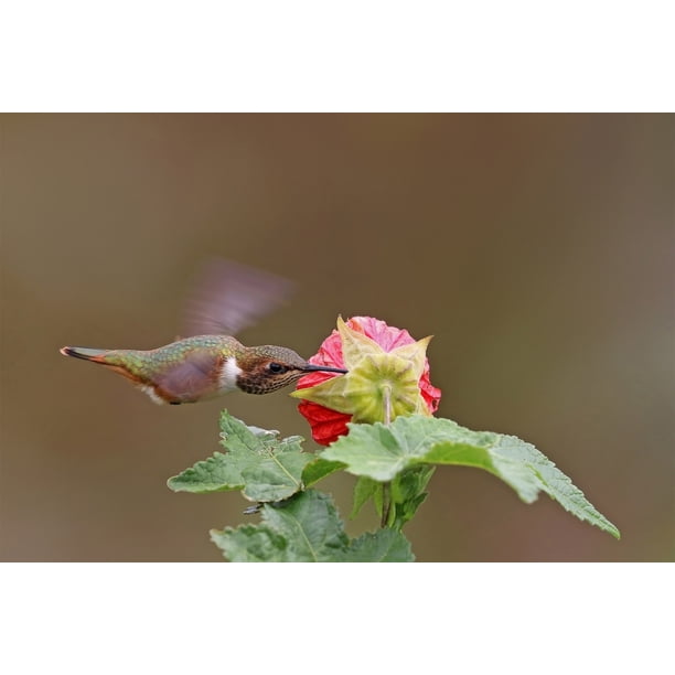 24x36 gallery poster, scintillant hummingbird (Selasphorus scintilla ...