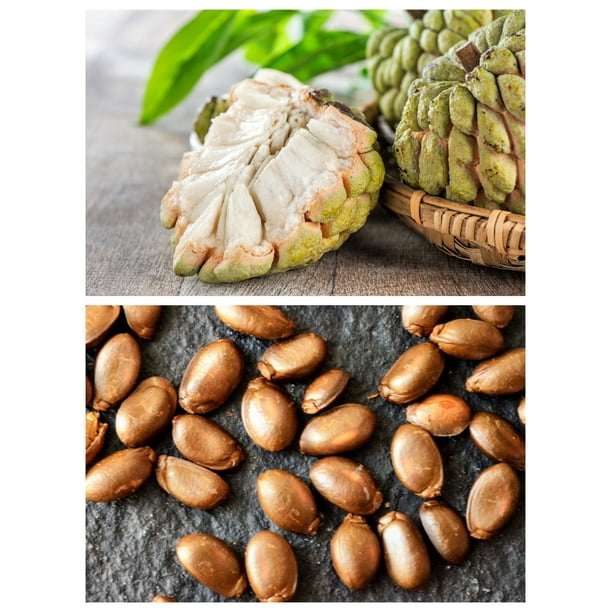 15 Seeds - SUGAR APPLE Sweetsop Custard Apple Annona Squamosa Sweet ...