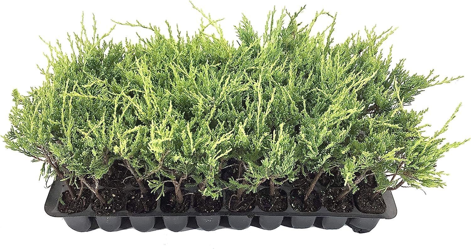 Sea Spray Juniper - 3 Live Plants - Juniperus Chinensis - Drought ...