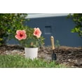 Island Blooms Live Indoor 14in. Tall Hibiscus Plant in 1qt. pot ...