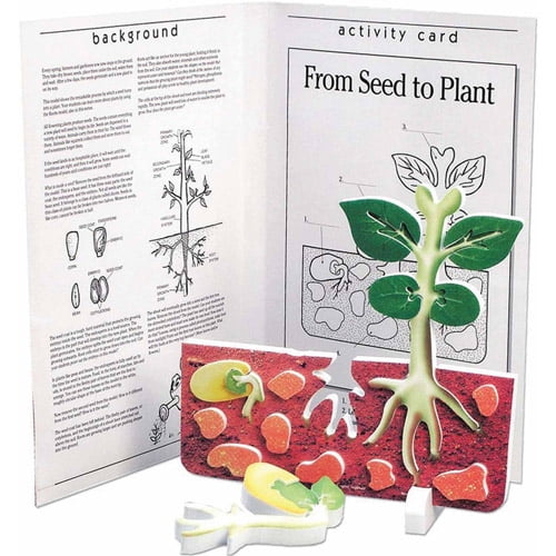 Book and Model From Seed to Plant - Walmart.com