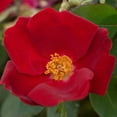 Home Run Shrub Rose Dormant Bare Root Shrub (1-Pack) - Walmart.com