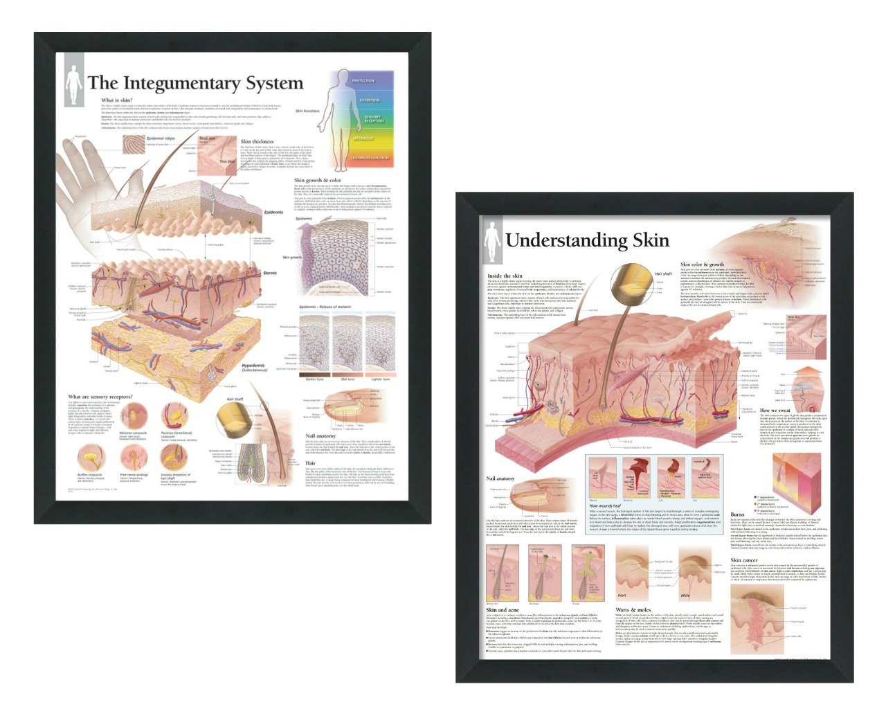 Set of 2 Framed Medical Posters The Integumentary System and ...