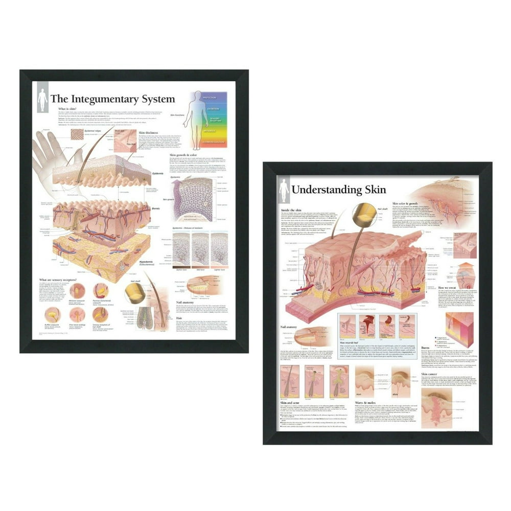 Set of 2 Framed Medical Posters The Integumentary System and ...
