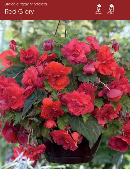 3 Odorata Red Glory Begonia Bareroot - Walmart.com