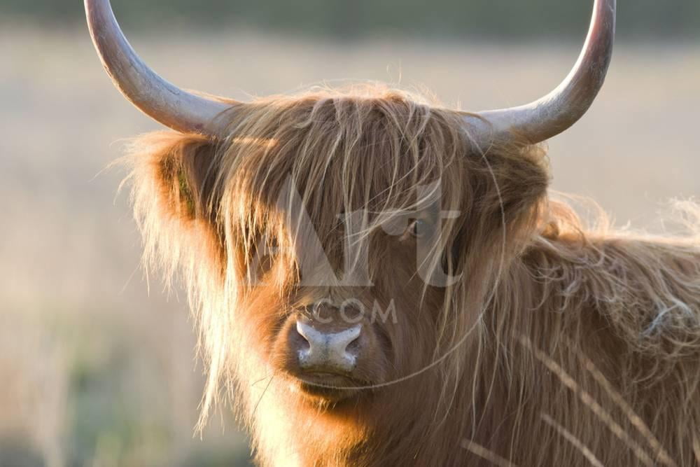 Highland Cattle, Animals Scenic Unframed Photographic Print Wall Art ...