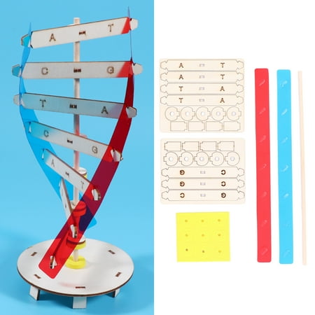 DNA Model Spiral Toy, Wooden DNA Model Healthy Helping Learn Easy To ...