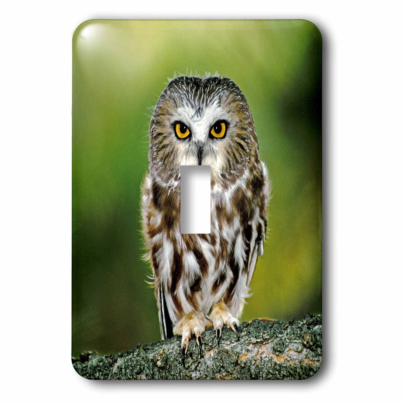 Colorado. Northern saw-whet owl - US06 BJA0052 - Jaynes Gallery single ...