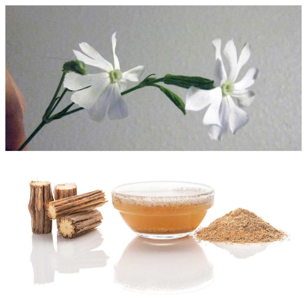 10 AFRICAN DREAM ROOT Silene Undulata Xhosa Herb White Ways Campion ...