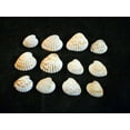 Set of 100 Small Brown and White Ark Shells (3/4' - 1") for Beach ...