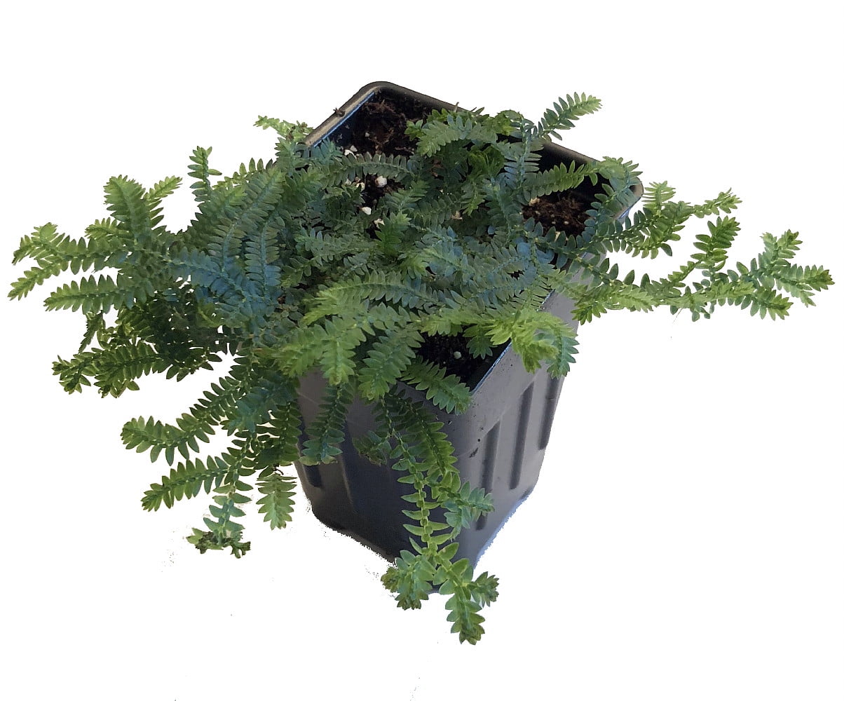 Rare Blue Peacock Ferns - Selaginella - Houseplant/Terrarium - 2 Plants ...