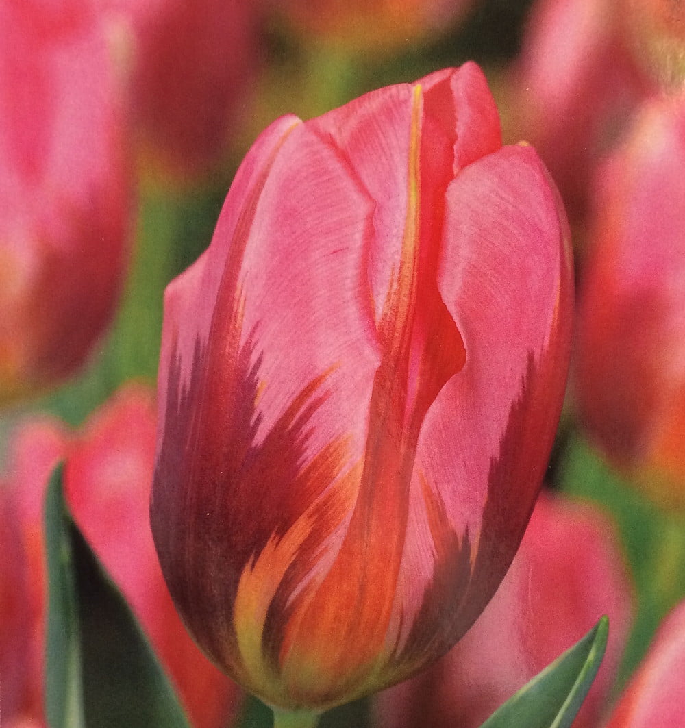 Pretty Princess Triumph Tulip 8 Bulbs - Exclusive! - 12/+ cm Bulbs ...