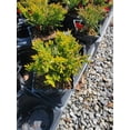 Lime Glow Spreading Juniper - Dwarf Live Plant, 1 QT with Bright ...