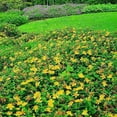 1500 Great SAINT JOHNS WORT St John's Hypericum Pyramidatum Yellow ...