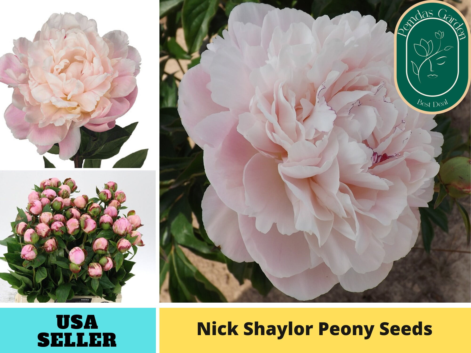 10+Seeds| Nick Shaylor Peony Perennial Seeds - Authentic Seeds ...