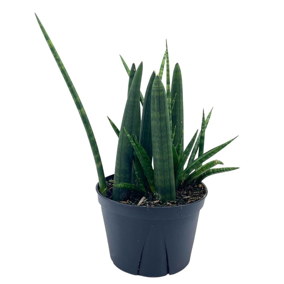 Sansevieria Boncel Cylindrica 6 inch, Starfish snakeplant, super filled ...