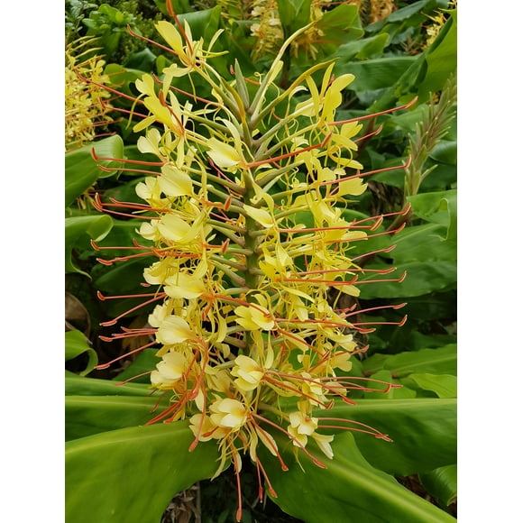 Yellow Ginger Flower Plant
